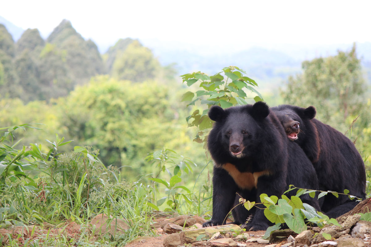 Bear bile farming (2025) – Free the Bears